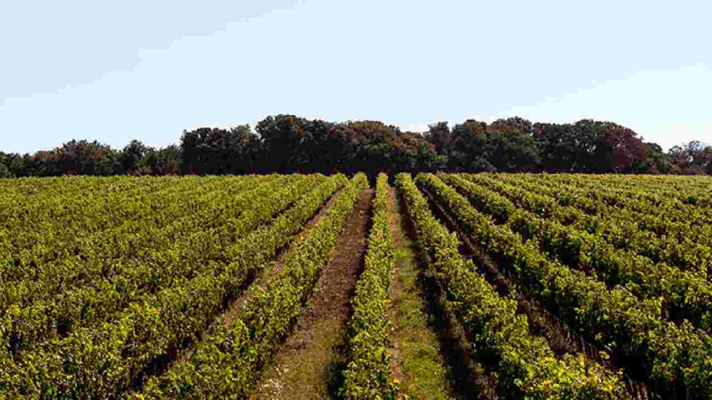 Quando il vino nasce da una miscela: cos'è il blend e quali sono gli ...