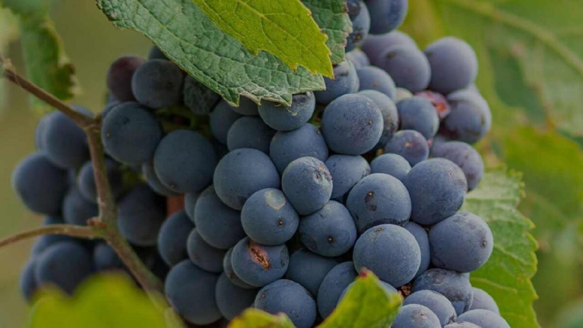 Il vitigno Nebbiolo, la storia e le caratteristiche - Vinamundi