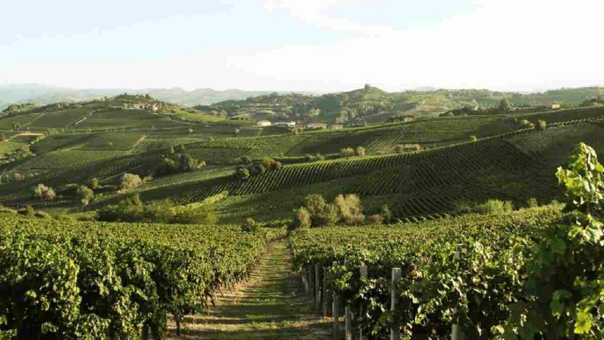 Vinitaly, il Piemonte protagonista tra etichette e sport - Vinamundi