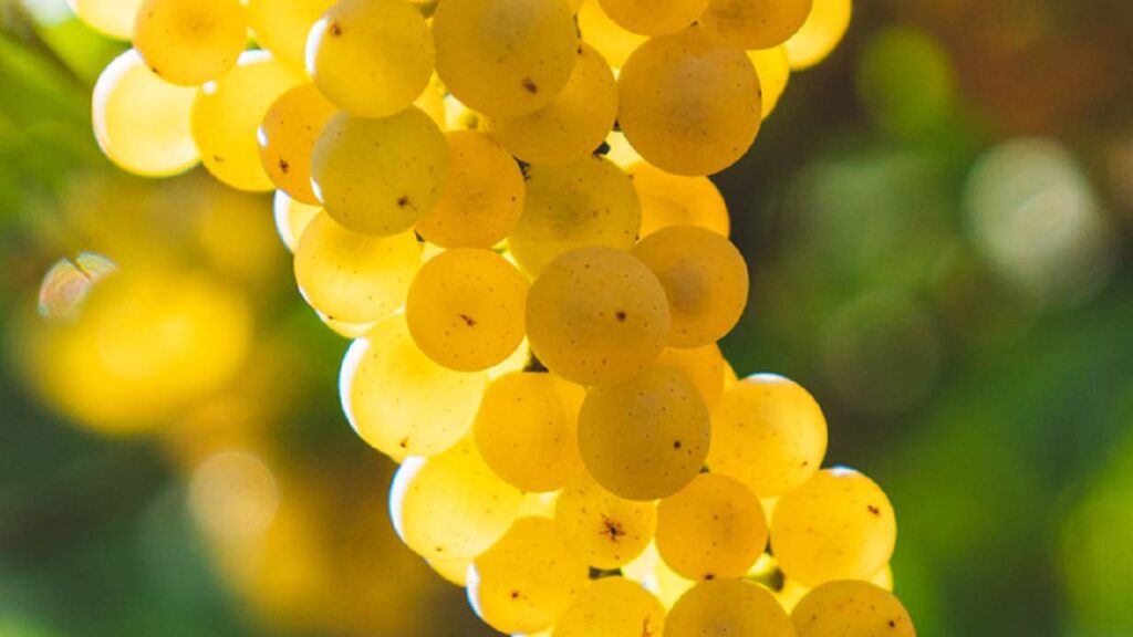 Il vitigno Ribolla Gialla, storia e caratteristiche - Vinamundi