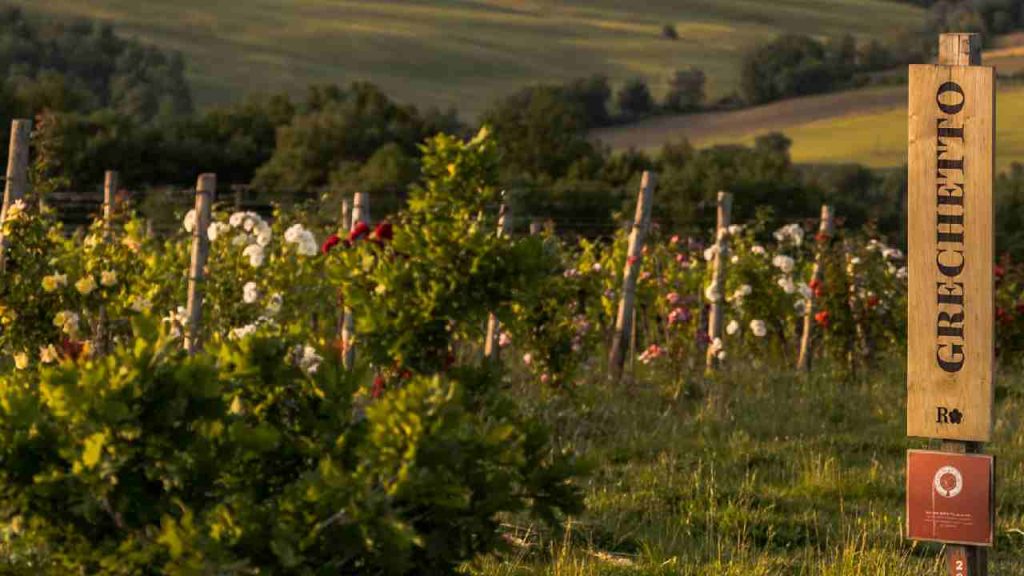 Il vitigno Grechetto, storia e caratteristiche - Vinamundi