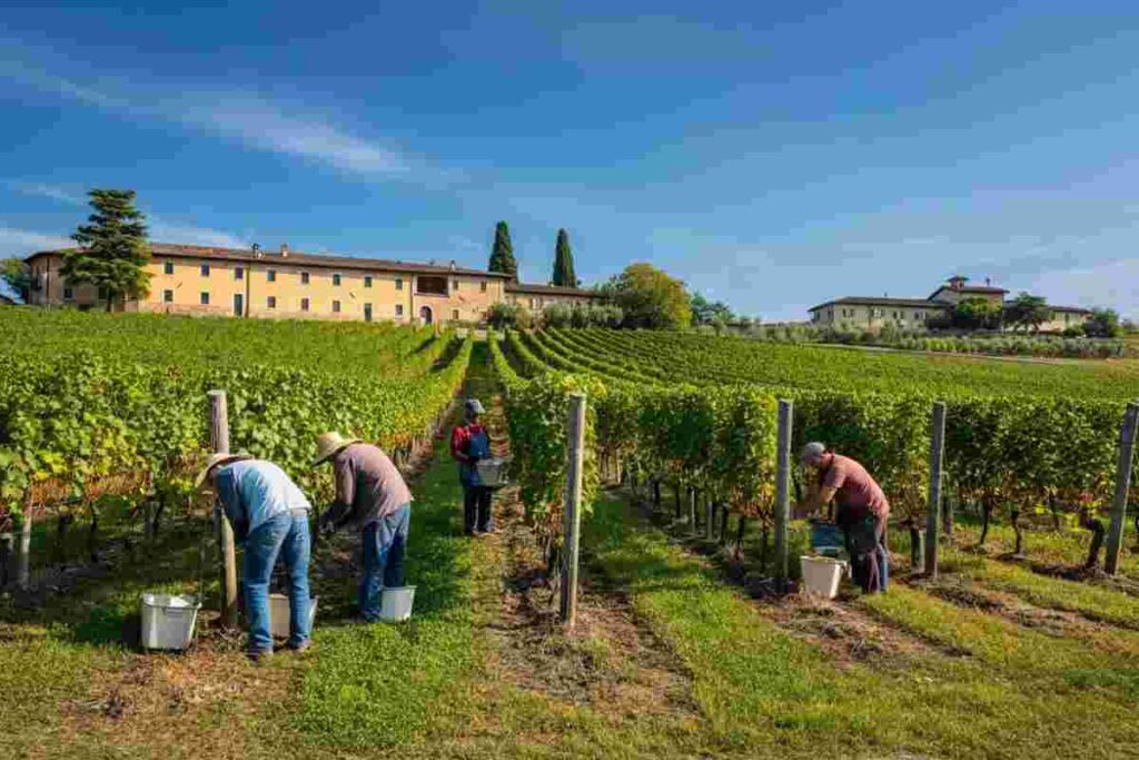 Accordo storico per il Consorzio vini Oltrepò Pavese: nuove regole per ...
