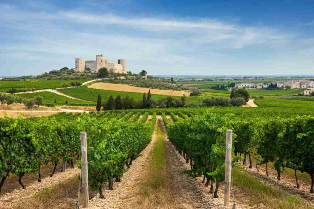 Scopri il DOCG Castel del Monte Bombino Nero: un viaggio tra ...