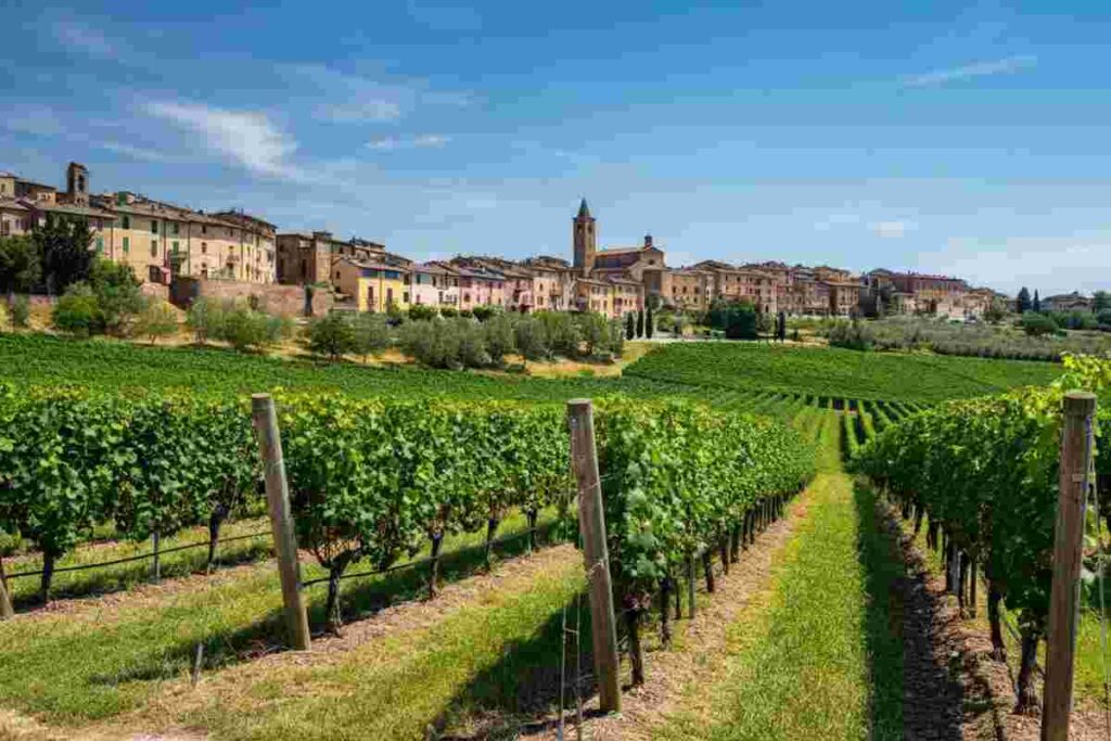 I Castelli Romani: la nuova capitale del vino italiano nel 2025 - Vinamundi