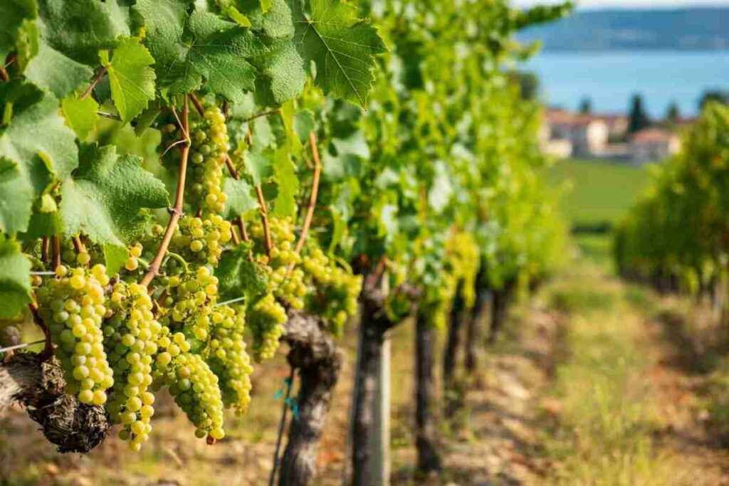 Scopri i 11 migliori Verdicchio dei Castelli di Jesi secondo il Gambero ...