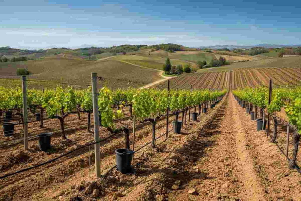 Impiantare un nuovo vigneto: come ottimizzare costi e strategie per il ...