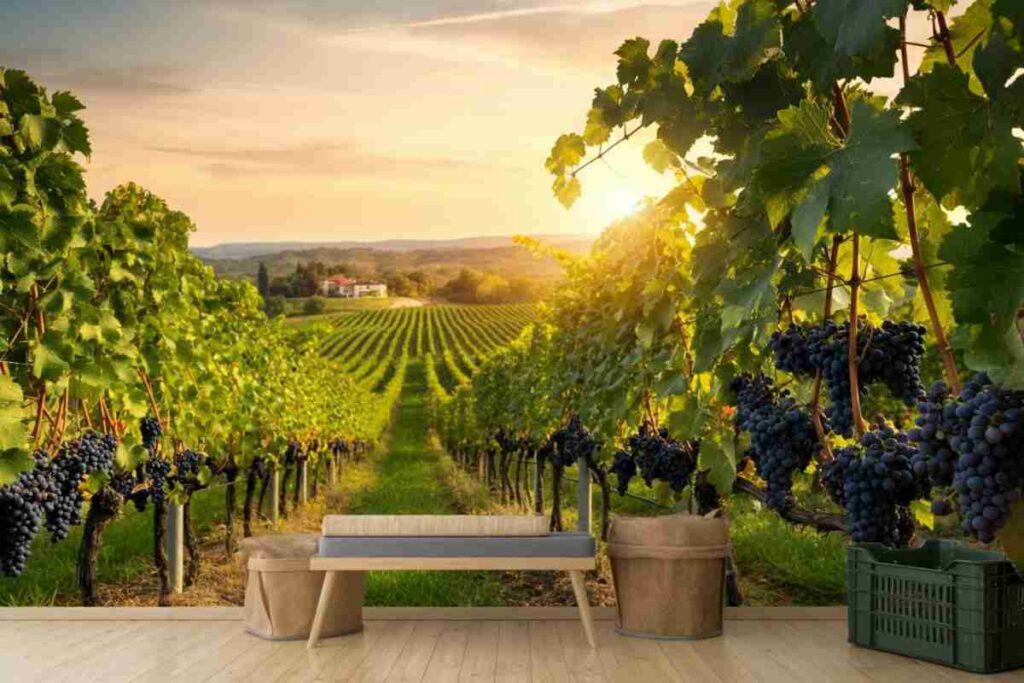La resa per ettaro: il segreto che determina la qualità del vino ...
