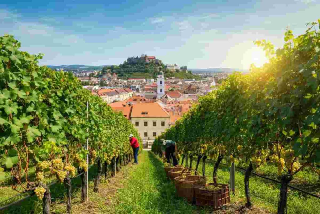 Scopri la vendemmia del Vigneto Pusterla, il più grande vigneto urbano ...